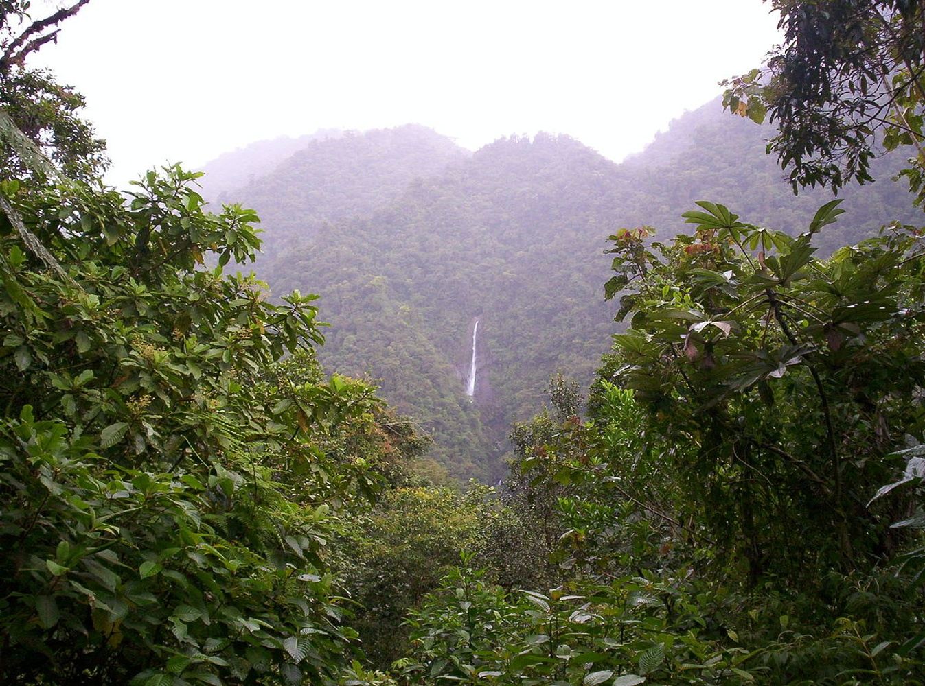 Costa Rica in 60473 Parque Nacional del Pico de Tancítaro, Mich., Mexico