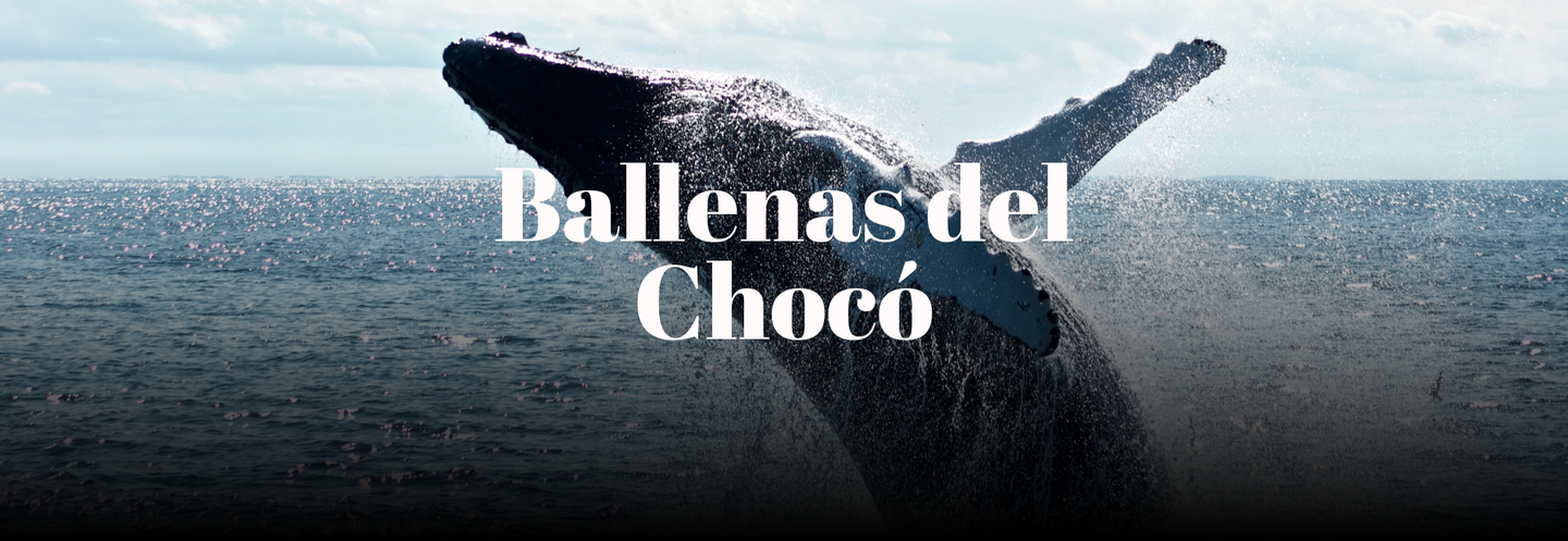 Ballenas del Chocó in Arusi, Nuquí, Chocó, Colombia