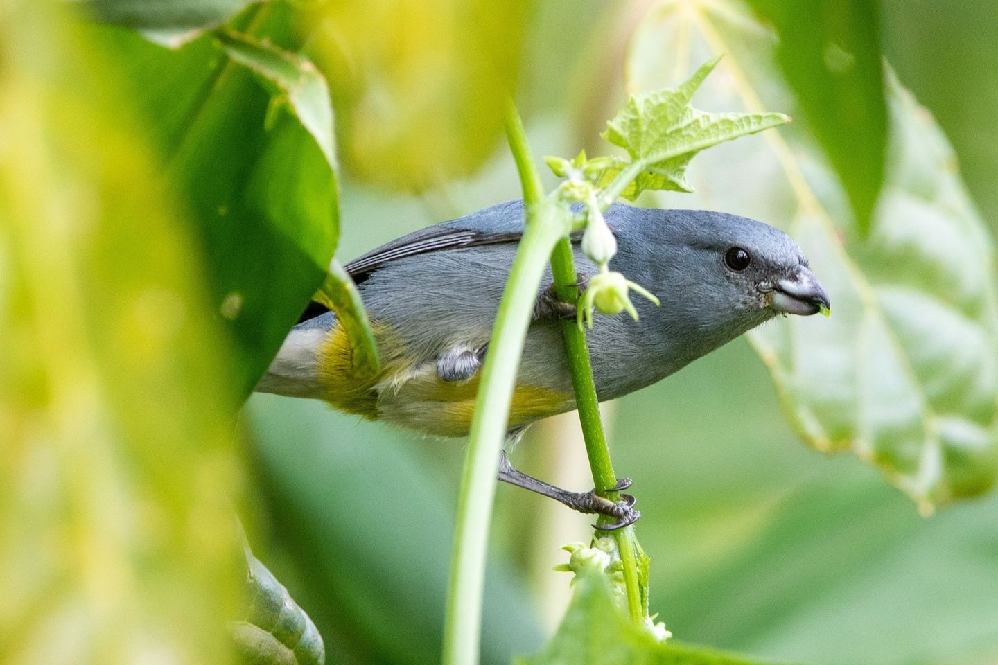 Jamaica Endemic Jewels of the Caribbean in Kingston, Jamaica