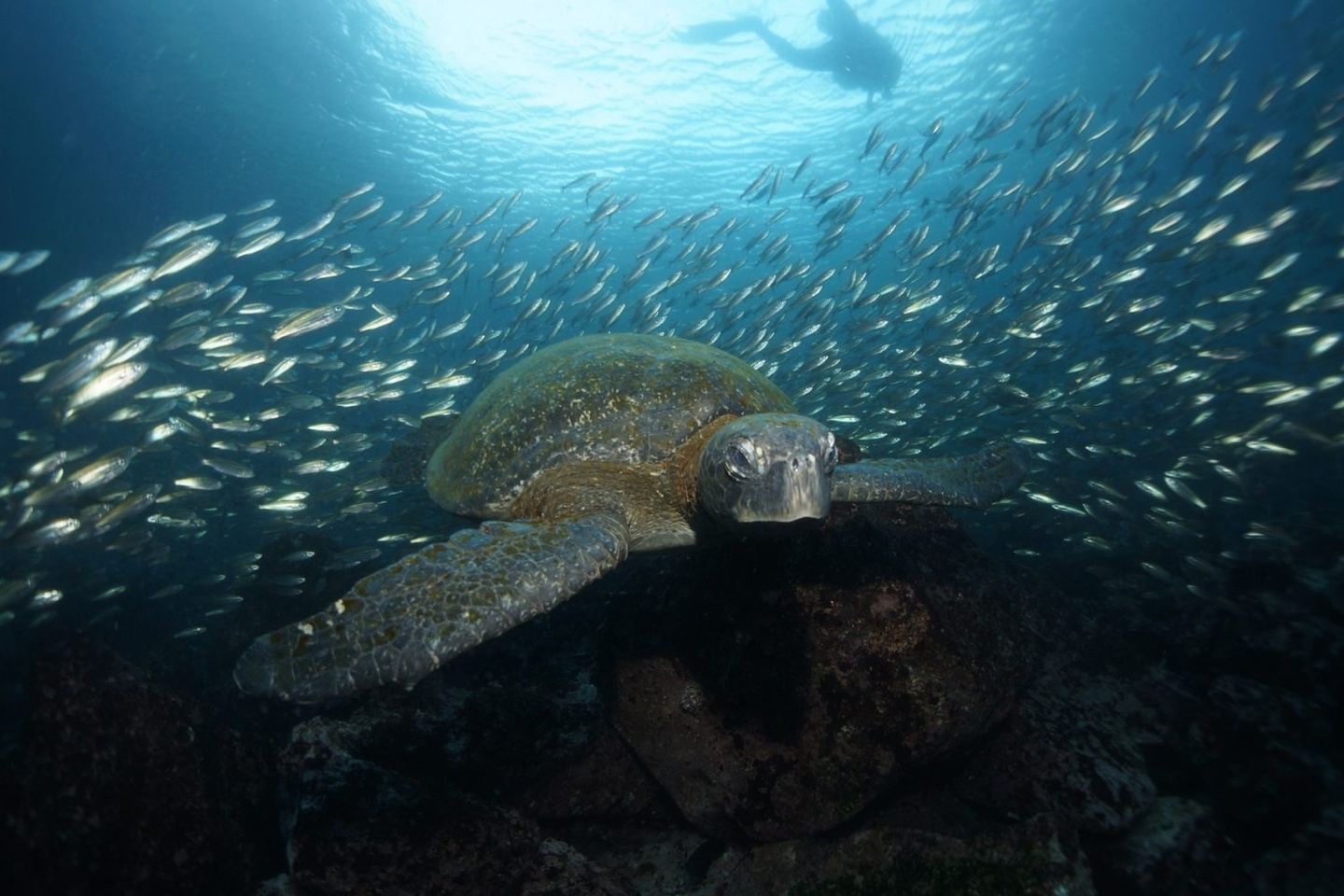 Isla Bartolomé – Buceo in Galapagos, ecuador
