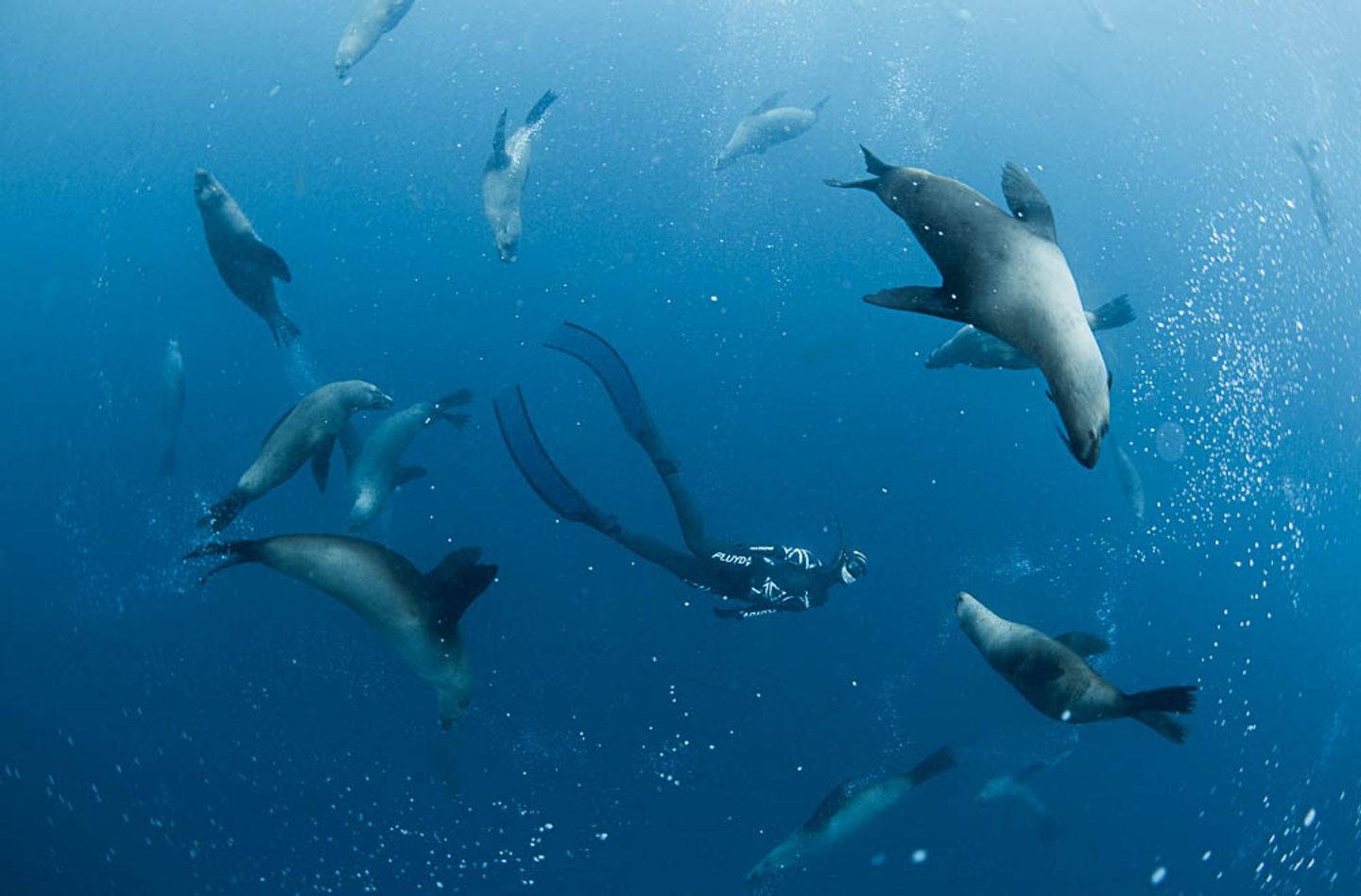 Freedive with Seals in Narooma in Narooma, NSW