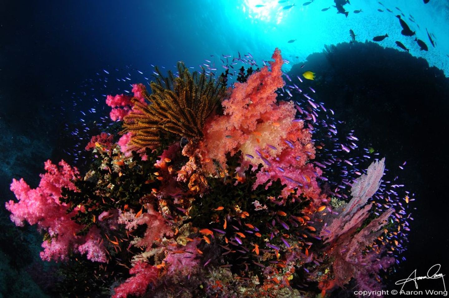 Fiji: Soft Coral Capital of the World in Volivoli, Fiji