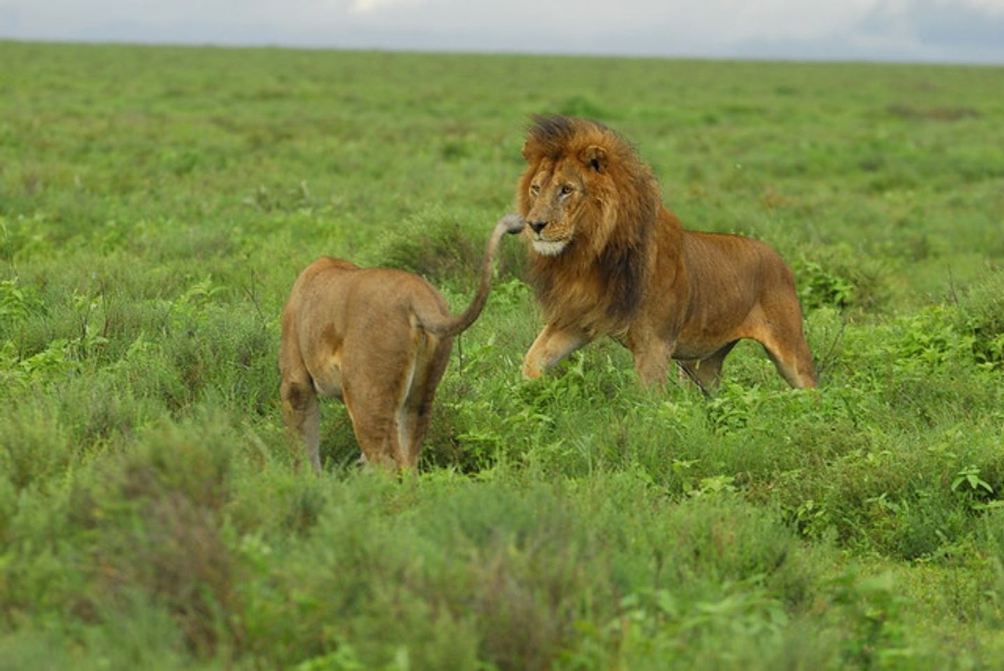 4 Days Tanzania Migration Safari - Ndutu, Serengeti And Ngorongoro Cra ...