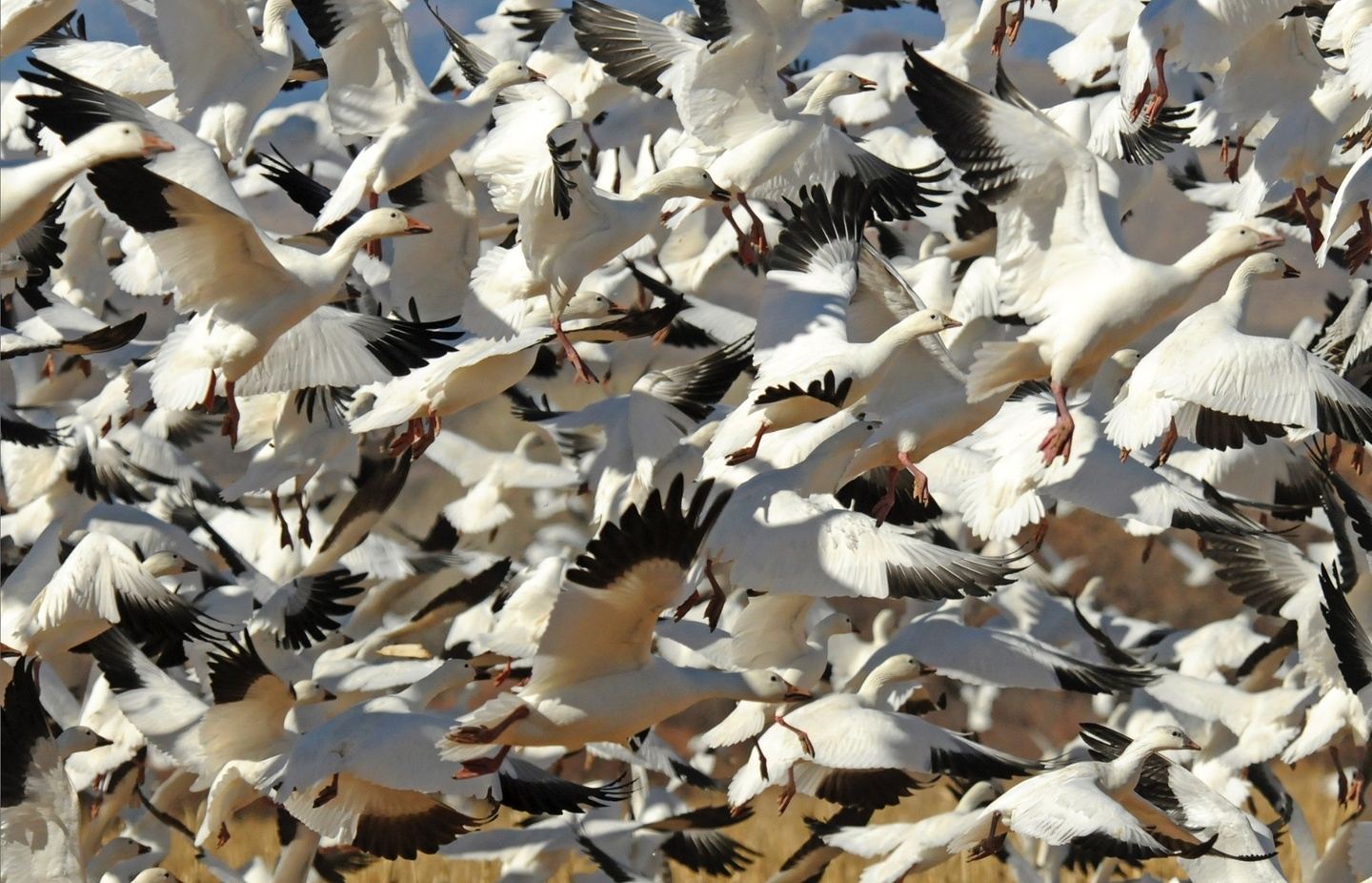 New Mexico’s Birding Hotspots in Albuquerque