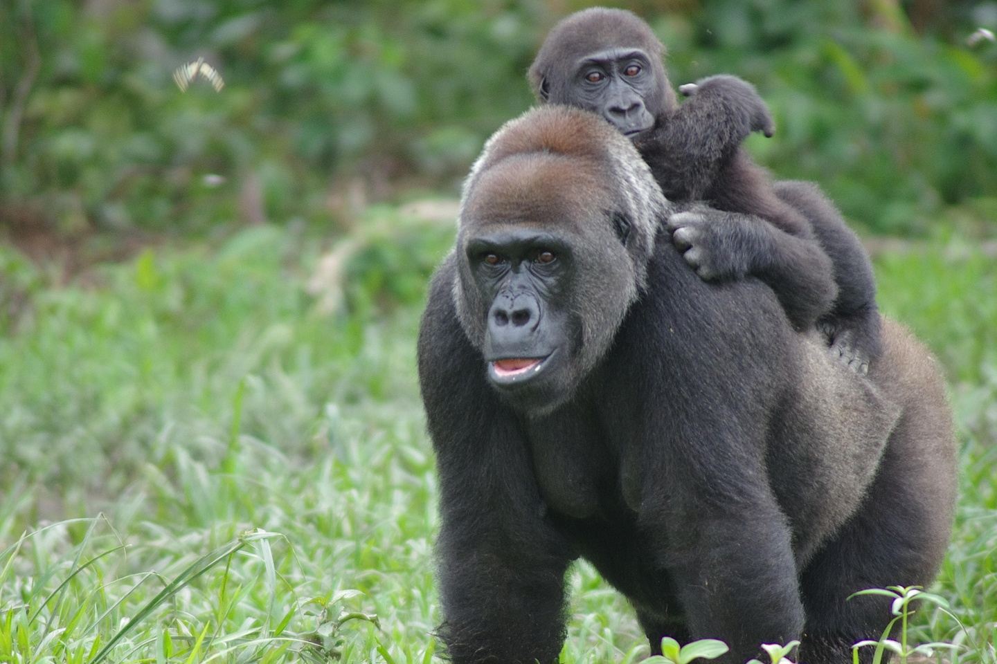 Gabon Gorilla Trekking and Safari in Libreville, Gabon
