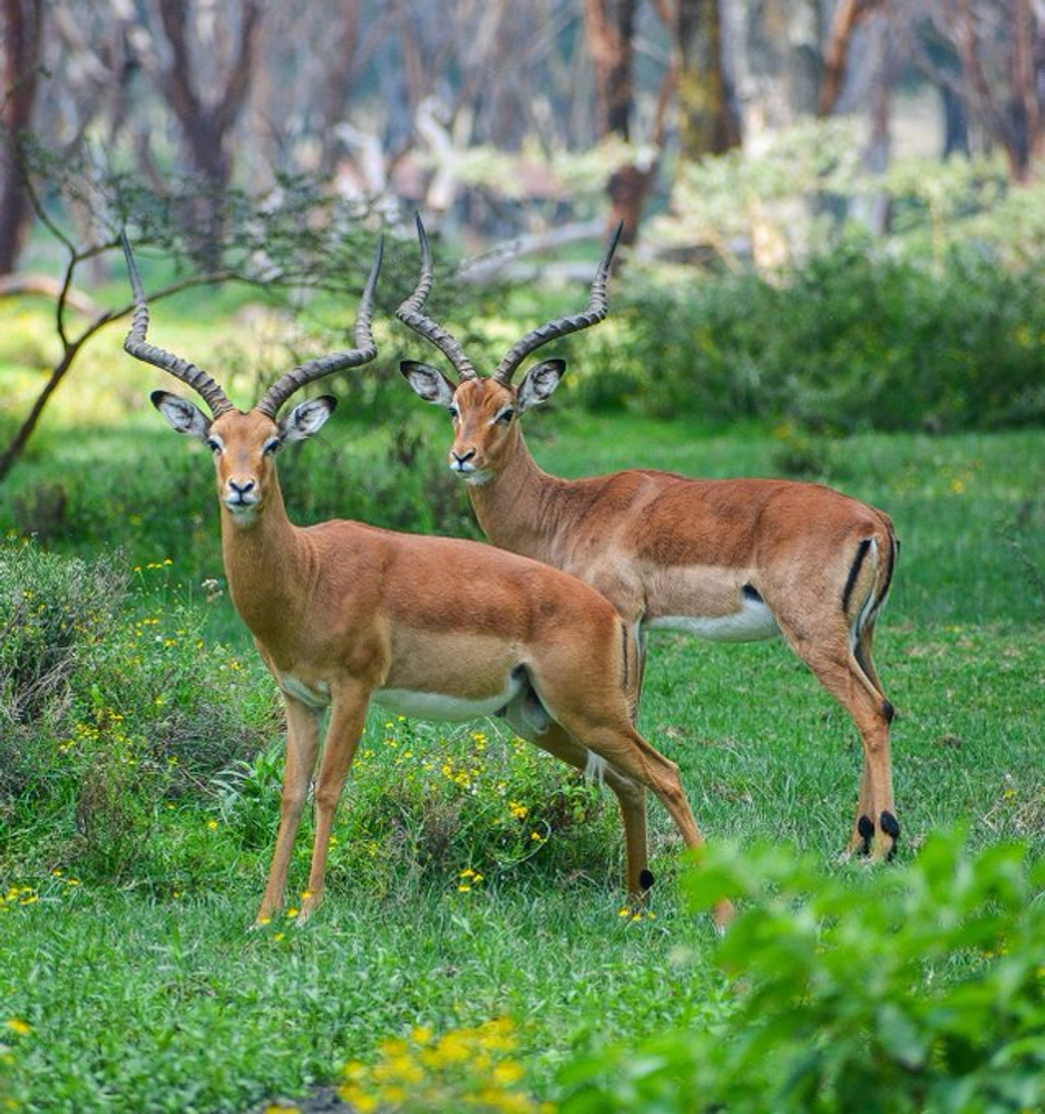 KENYA ECOTOURISM SAFARI 2023 in Solio Ranch