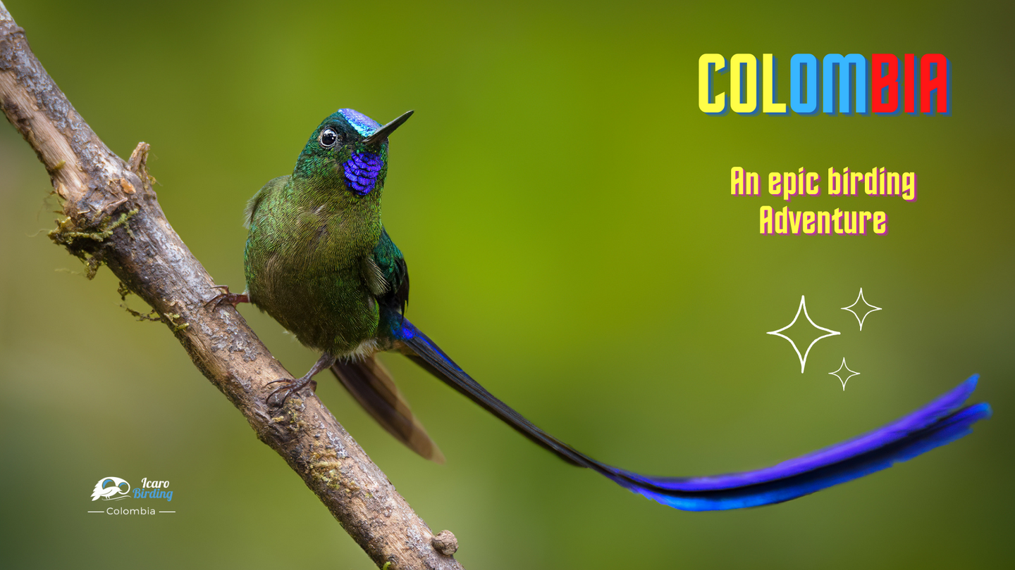Epic Andes Birding Tour in Cali, Valle del Cauca, Colombia