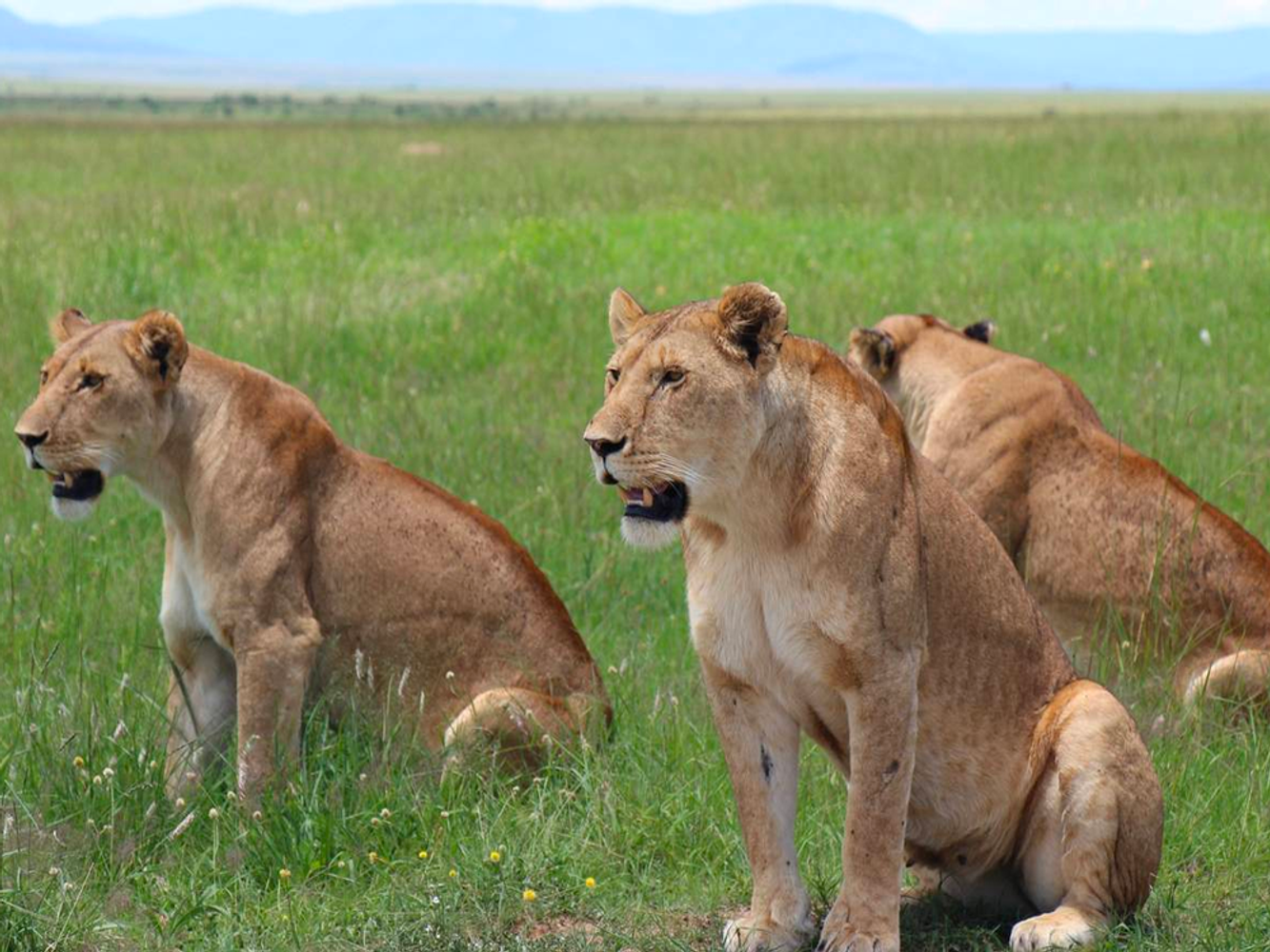 SIMBA PAKA TEMPLATE in Samburu, Nakuru, Masai Mara, Amboseli