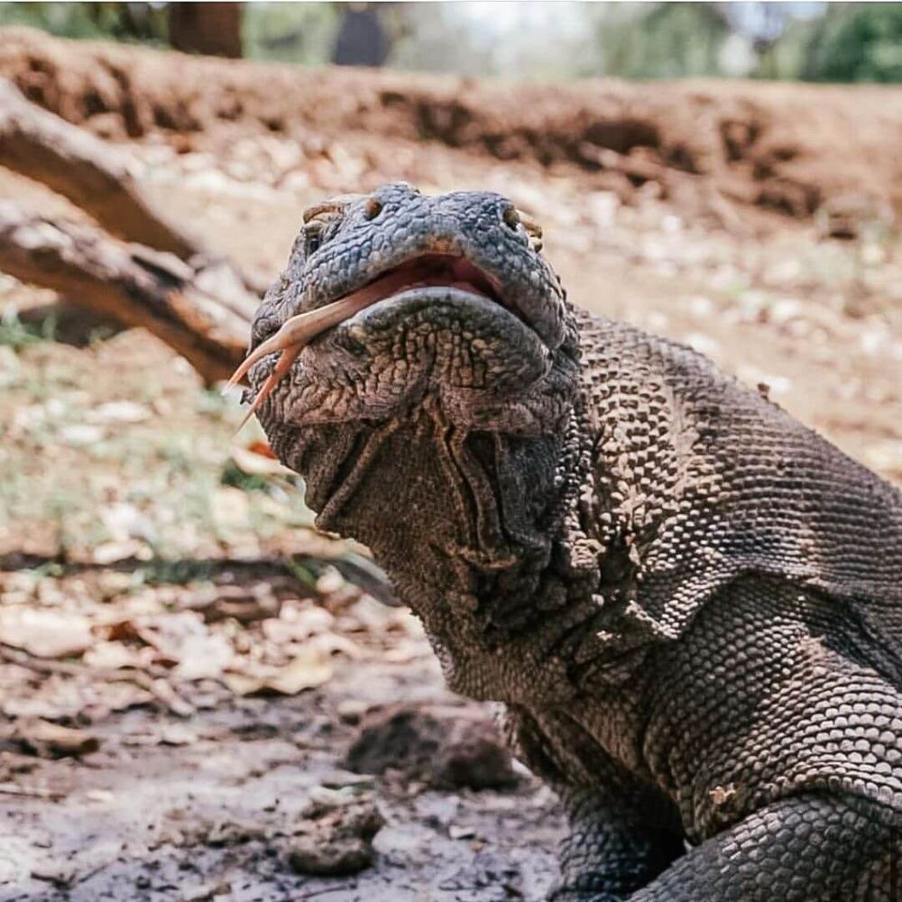 3 Days 2 Nights Komodo Liveonboard Tour in Komodo, Kec. Komodo ...