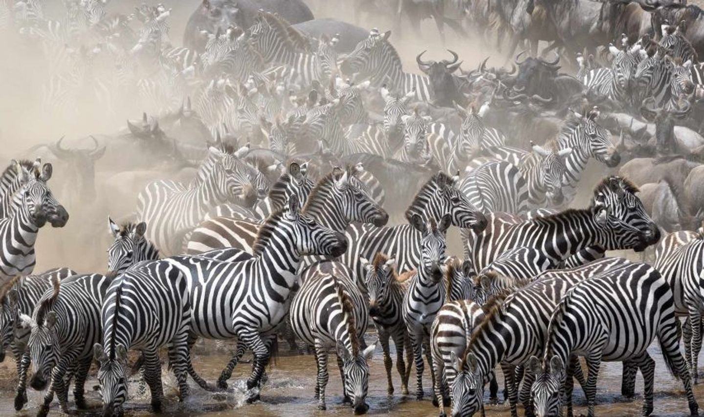 Great Migration Masai Mara safari in Masai Mara