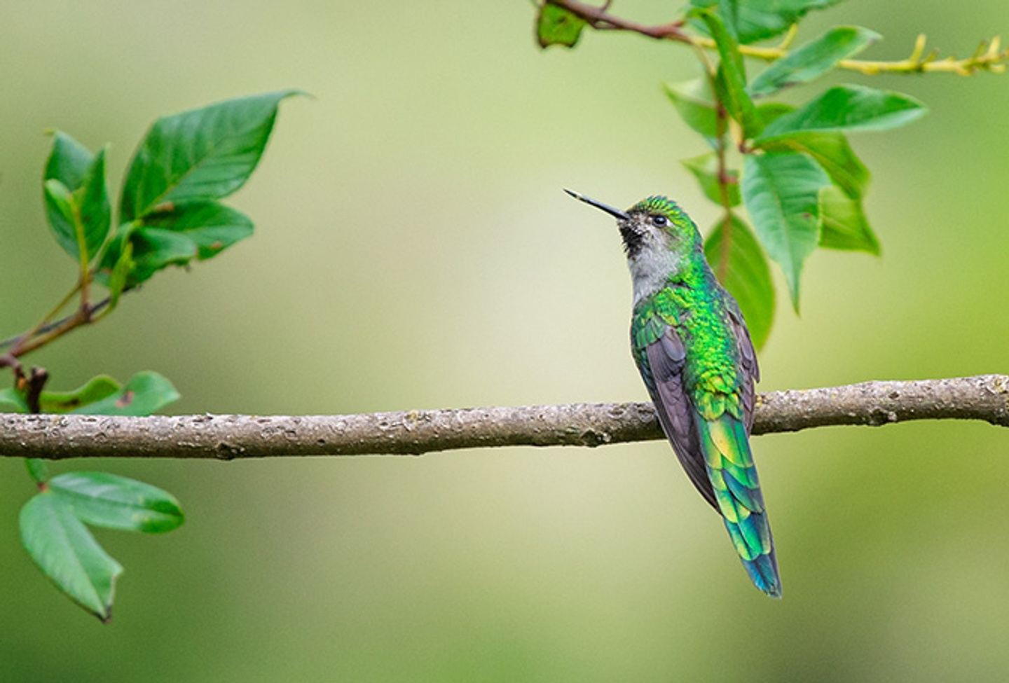 Andean endemics tour, the Peru endemic birds in Madre de Dios, Perú