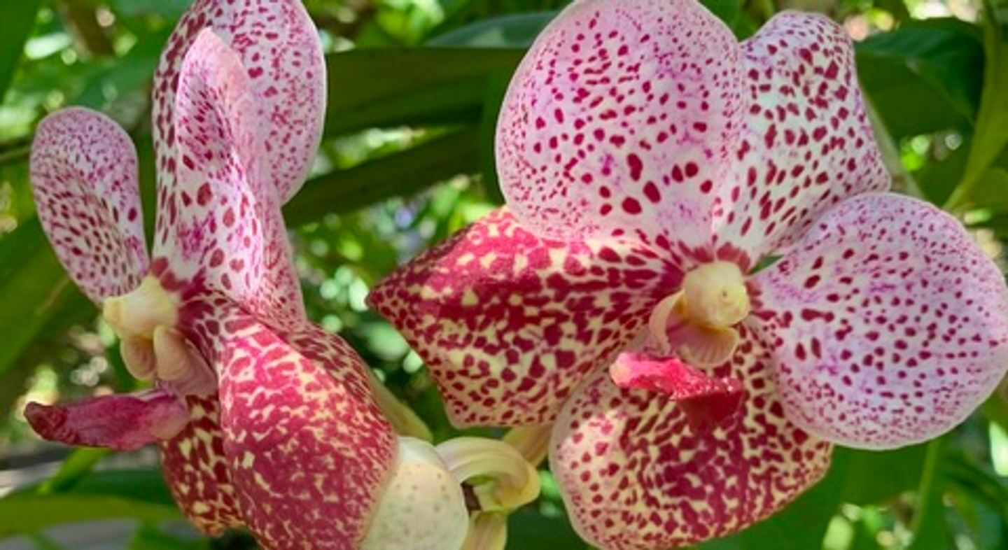 Discover Costa Rica Garden Tour with Jana Milbocker in DGT CR Jana 25