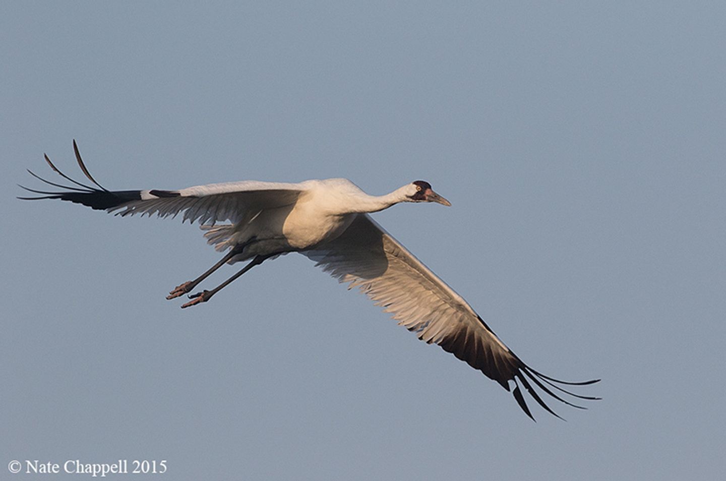 Whooping Cranes﻿ March 2025 in Texas