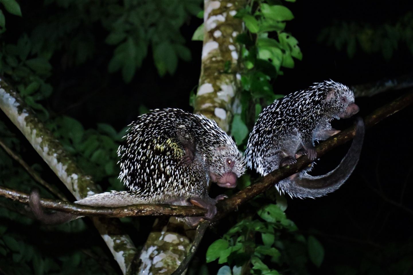 Peperpot nature park Wildlife tour half day in Peperpot nature park ...