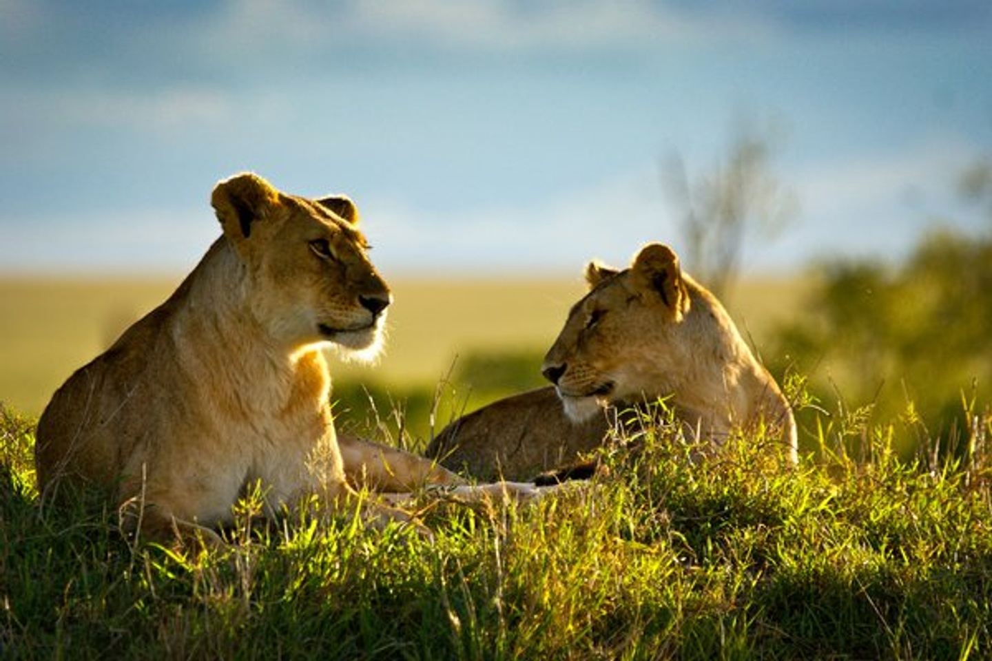NOVEMBER 2022 CLASSIC KENYA BIG CAT SAFARI in Masai mara
