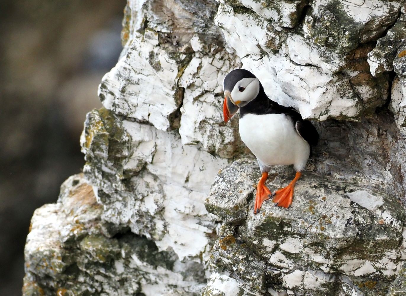 Newfoundland '24 - Puffins, Boreal Birds, & Spectacular Scenery in St ...