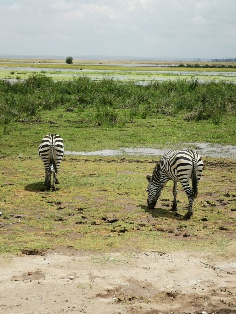 6 DAYS MASAI MARA NAKURU AMBOSELI SAFARI in Nairobi, Kenya