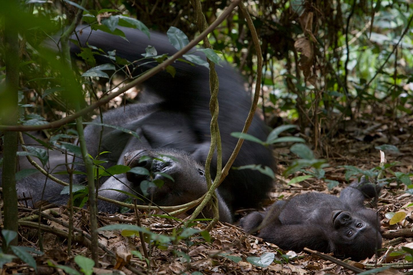 Dzanga Sangha National Park in Cameroon & Central africa Republic