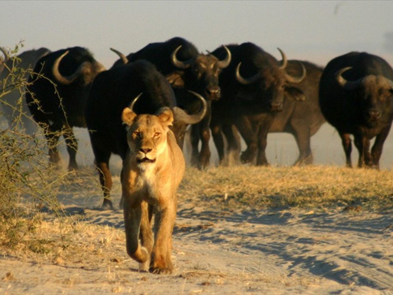 Chobe Full Day Trip in Kasane, Botswana