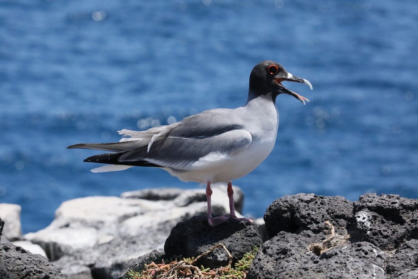 Isla Plaza Sur – Tour diario in Galapagos ecuador