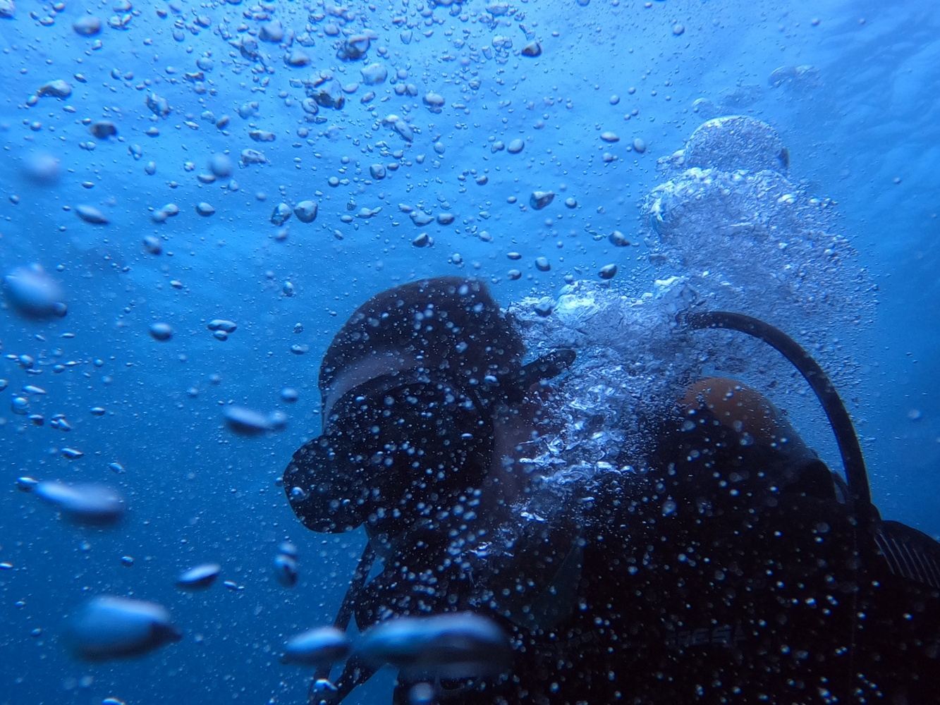 Daily diving tour Gordon Rock in Galapagos