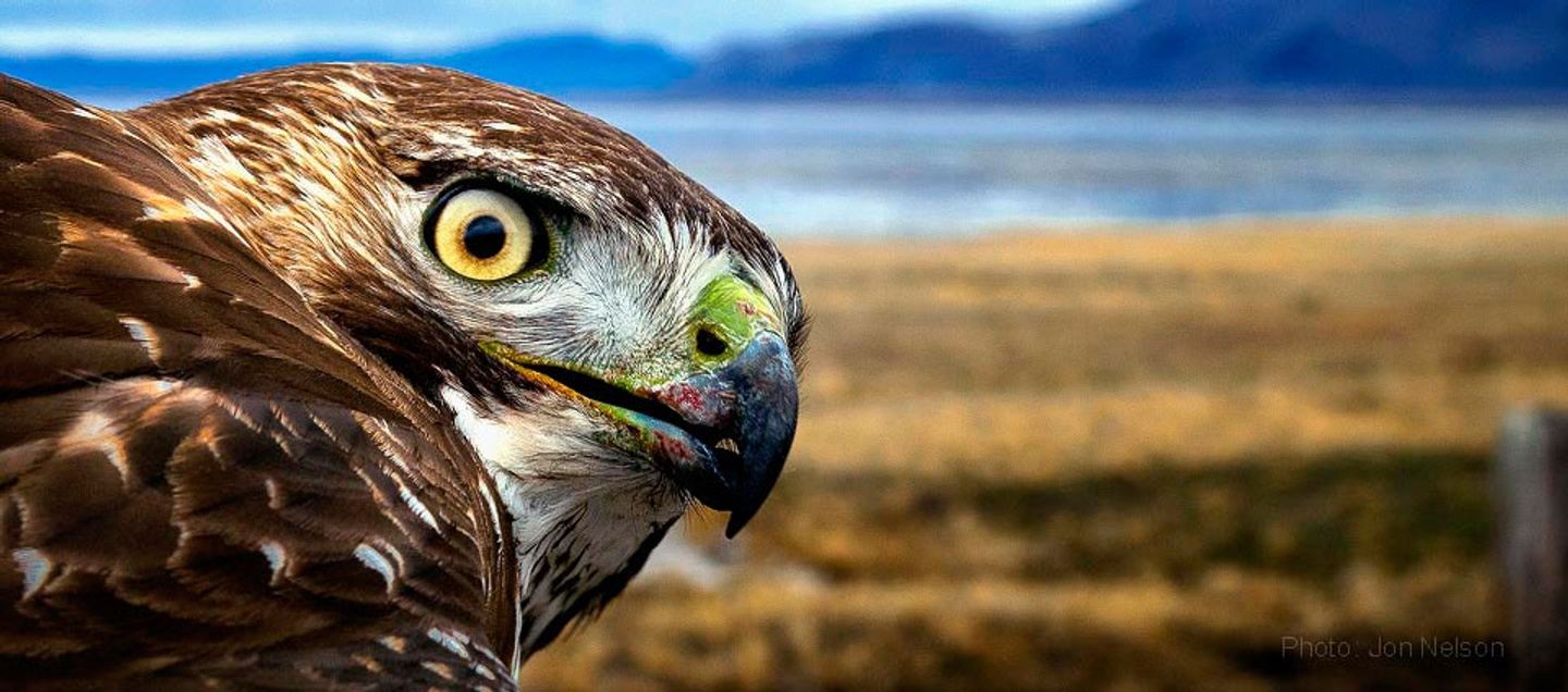 VERACRUZ BIRDING TOUR Coastal Raptor Migration and Coatepec Adventures ...