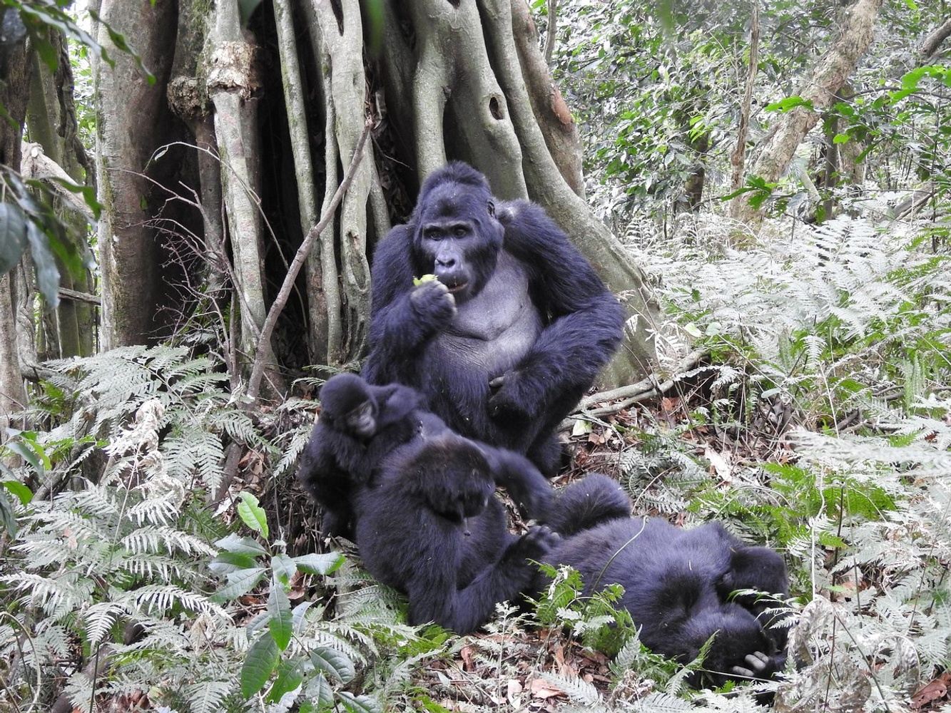 4 DAY PRIMATES SAFARI IN UGANDA in Ngamba Island Chimpanzee Sanctuary