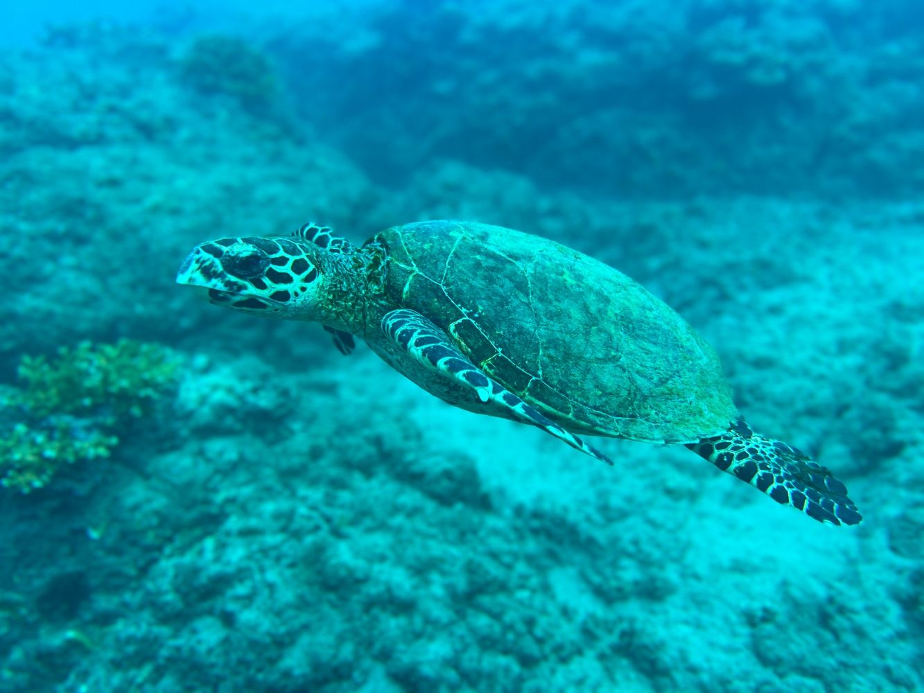 Cano Island - Snorkeling Deposit in Isla del Caño