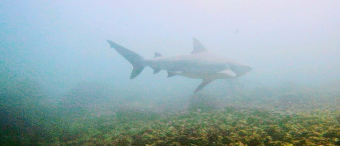 Bat Islands Full Day Scuba Diving Catamaran Adventure in Guanacaste ...