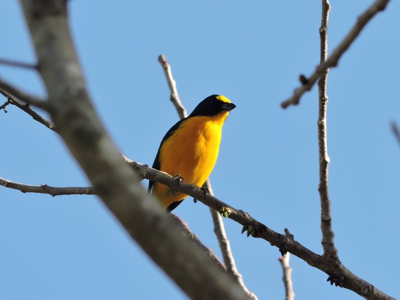 Birdwatching Cancun tour in Puerto Morelos, Q.R., México