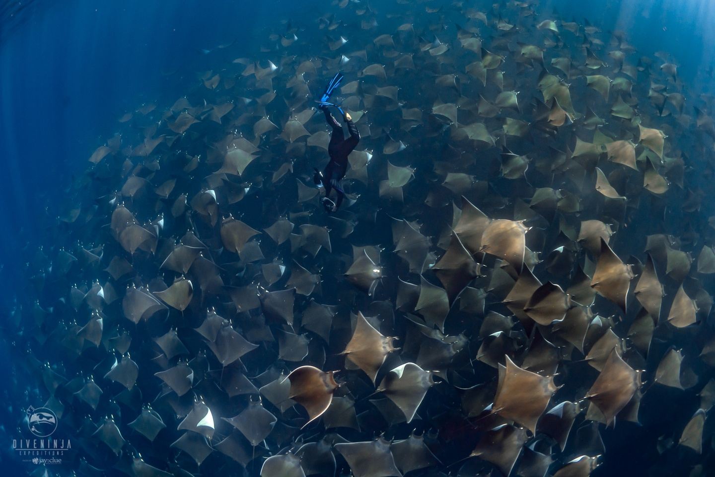 Mobula Expedition - The Largest Ray Migration on Earth in Baja ...