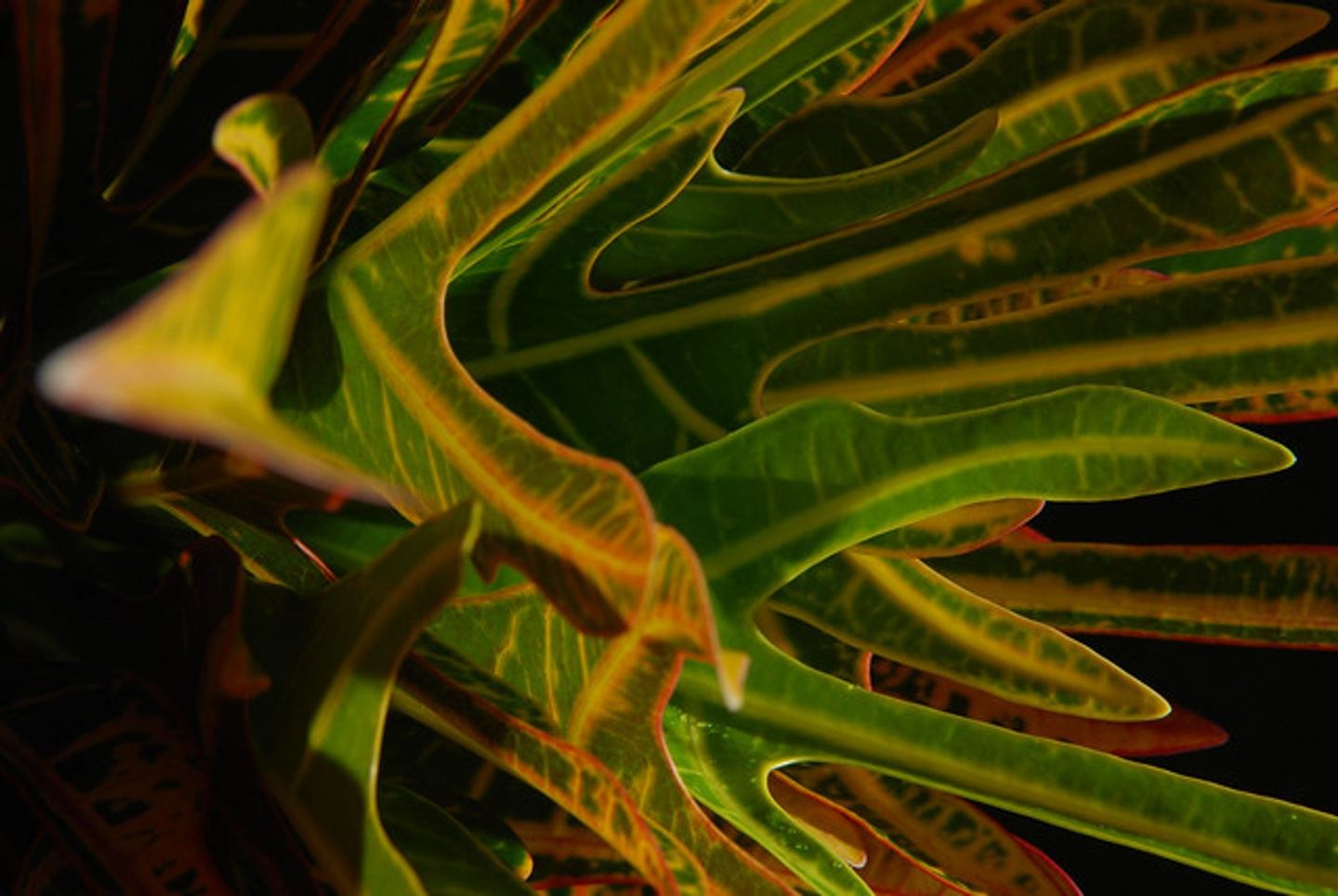 San Jose del Guaviare - Cyran in Guaviare, Calamar, Guaviare, Colombia