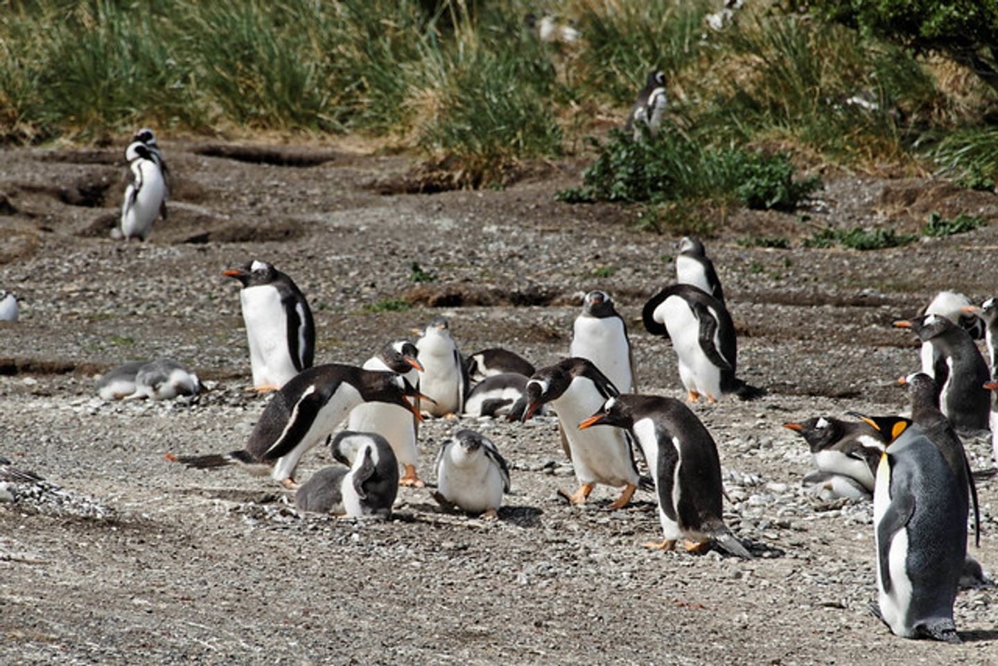 Caminata con pingüinos en Isla Martillo in Ushuaia, Tierra del Fuego ...