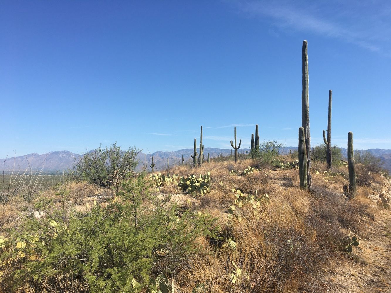 Southeastern Arizona Specialties 2022 in Tucson, AZ, USA