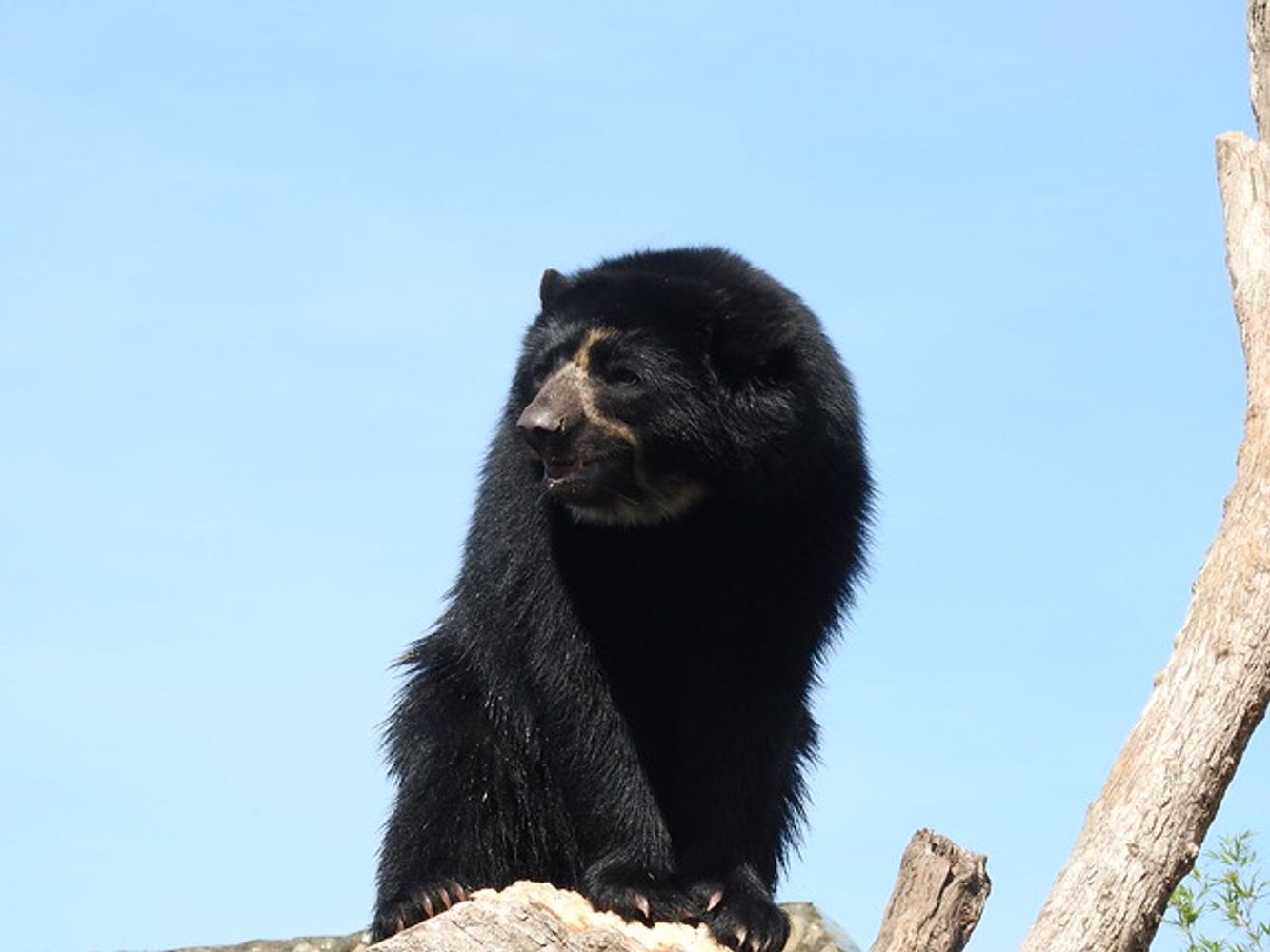 eXCURSION PARA OBSERVACION DEL OSOS DE ANTEOJOS in Pimampiro, Ecuador