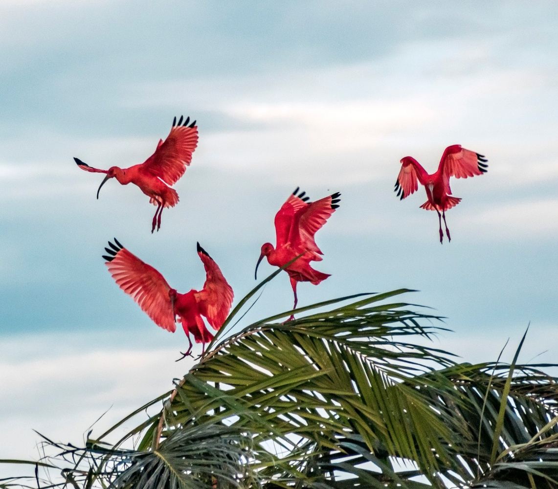 7 Days - Llanos Orientales (Casanare) - Hato La Aurora in Paz de ...