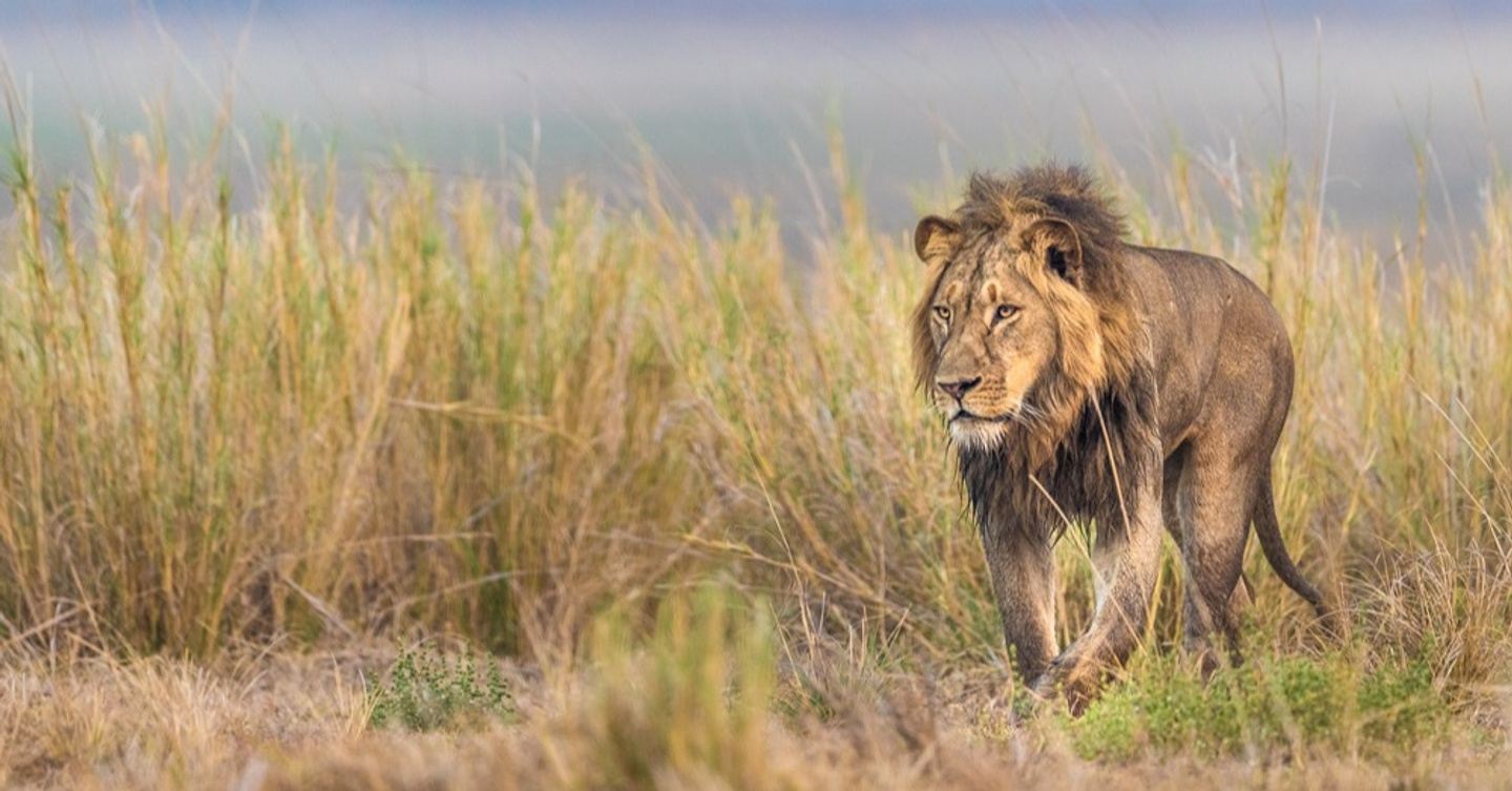 Ros Allen x3 in Kafue River Lodge, Kikuji Camp and Kasonso Busanga