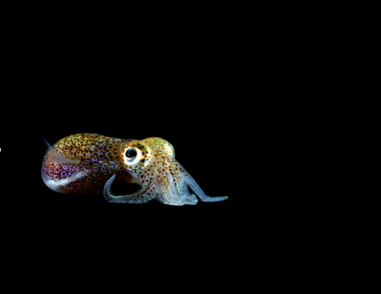 Science After Dark: Capturing Squid in the Tides of Oahu in Honolulu ...