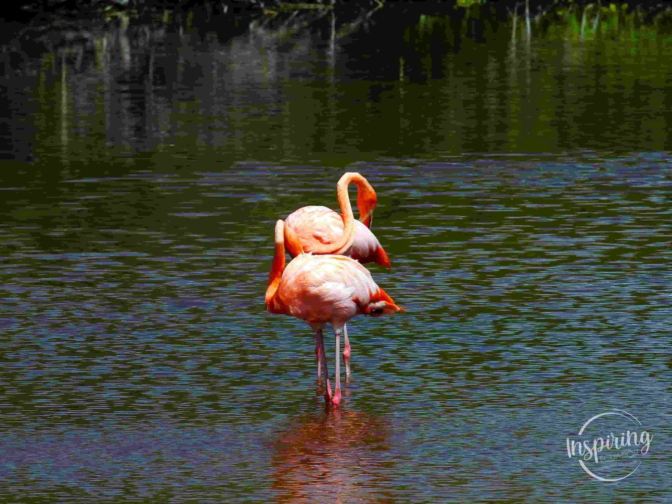 4 Day Galapagos on Budget in Isla Santa María (Floreana) (Cab. en Pto ...