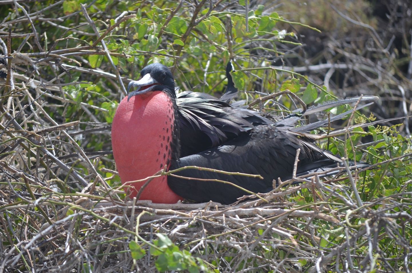 🟢 Tour Isla Lobos - Web Site in Isla Lobos - Galapagos Islands