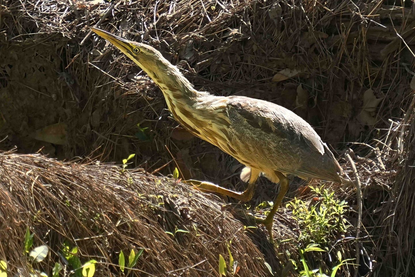Lake Conestee Nature Preserve in Greenville, SC, USA