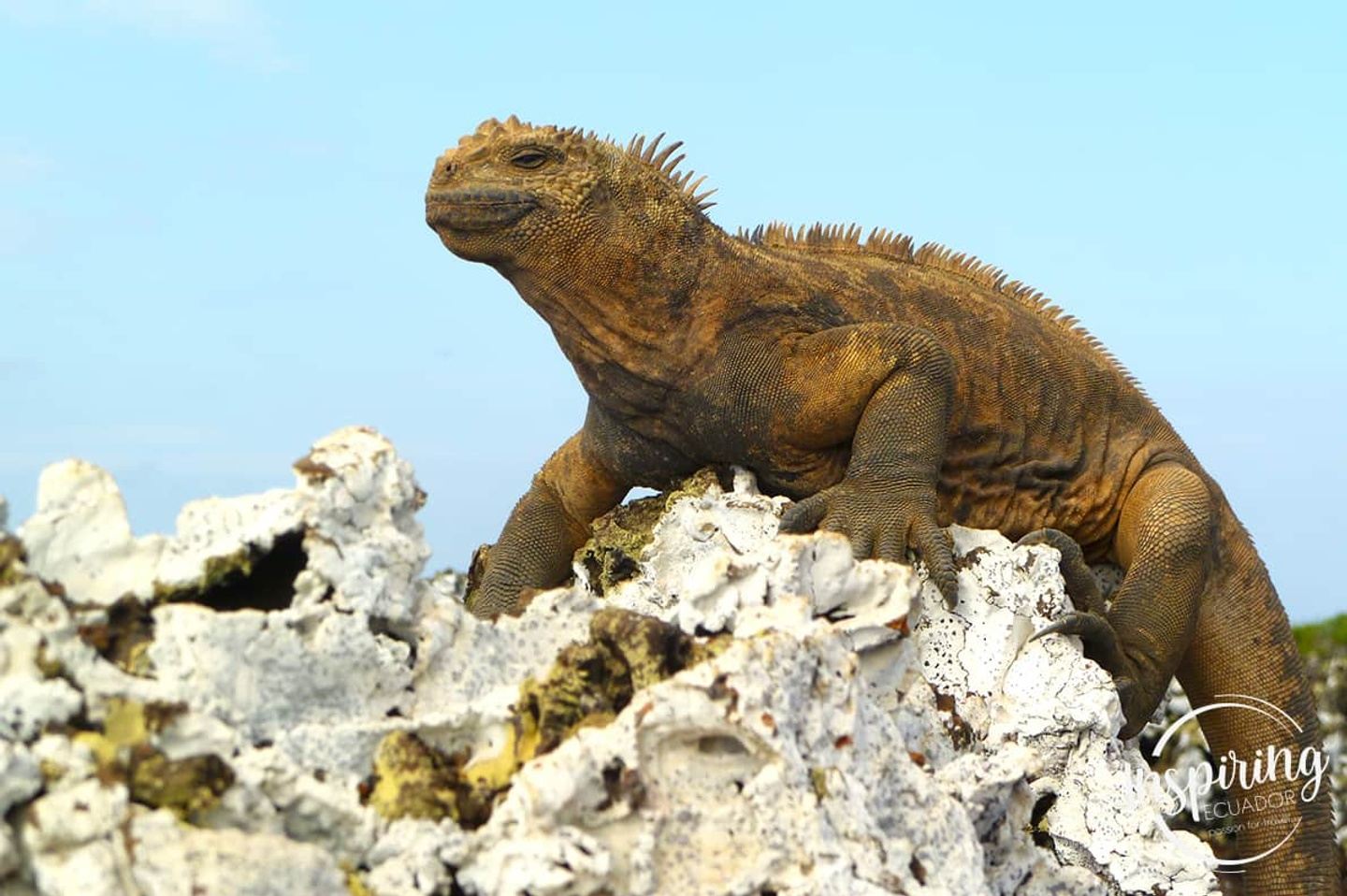 6 Day Galapagos Classic Expedition in Isla Santa María (Floreana) (Cab ...