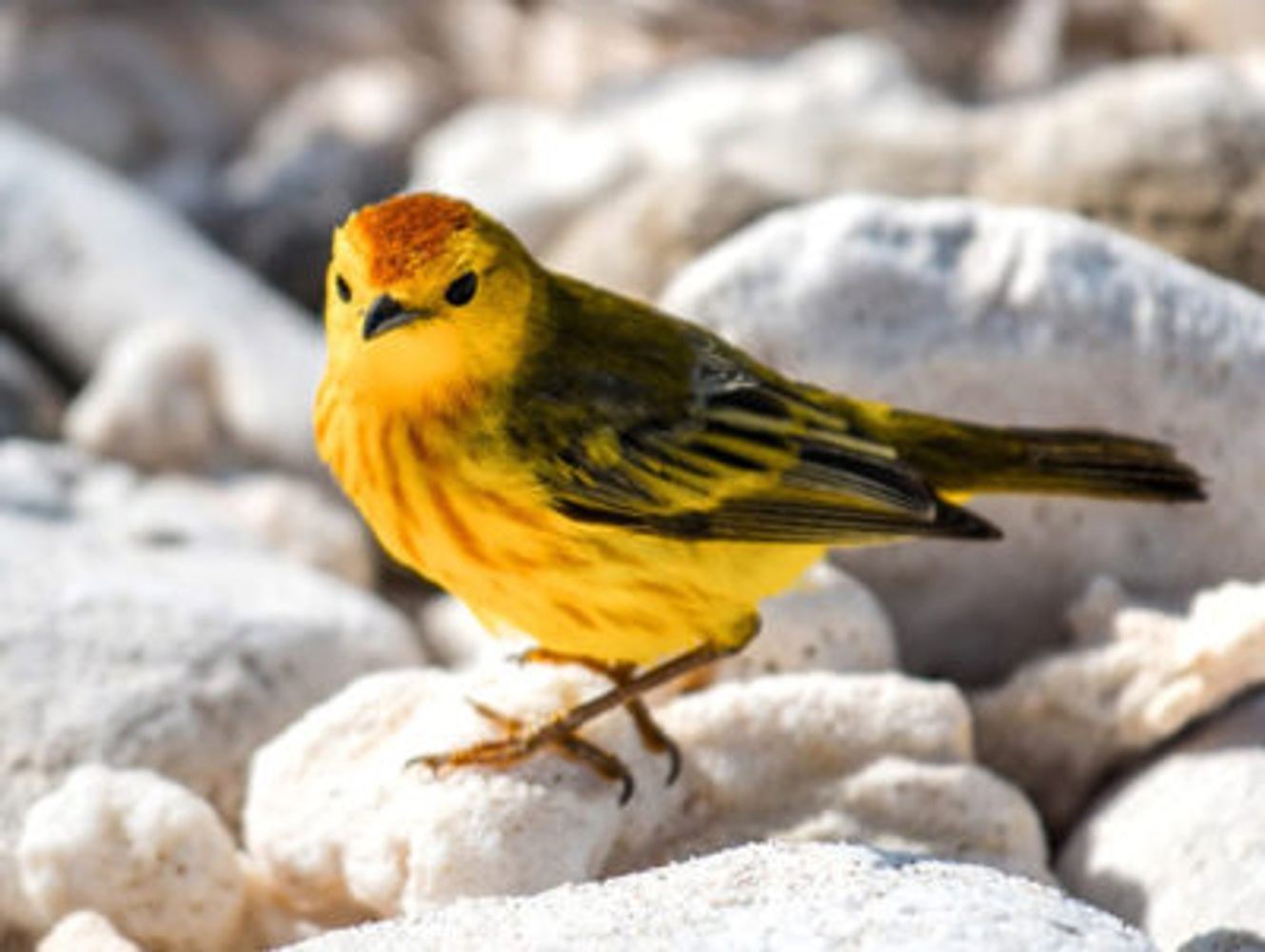 Galapagos Island Hopping 5 days, land base Darwin´s Finches in Puerto ...