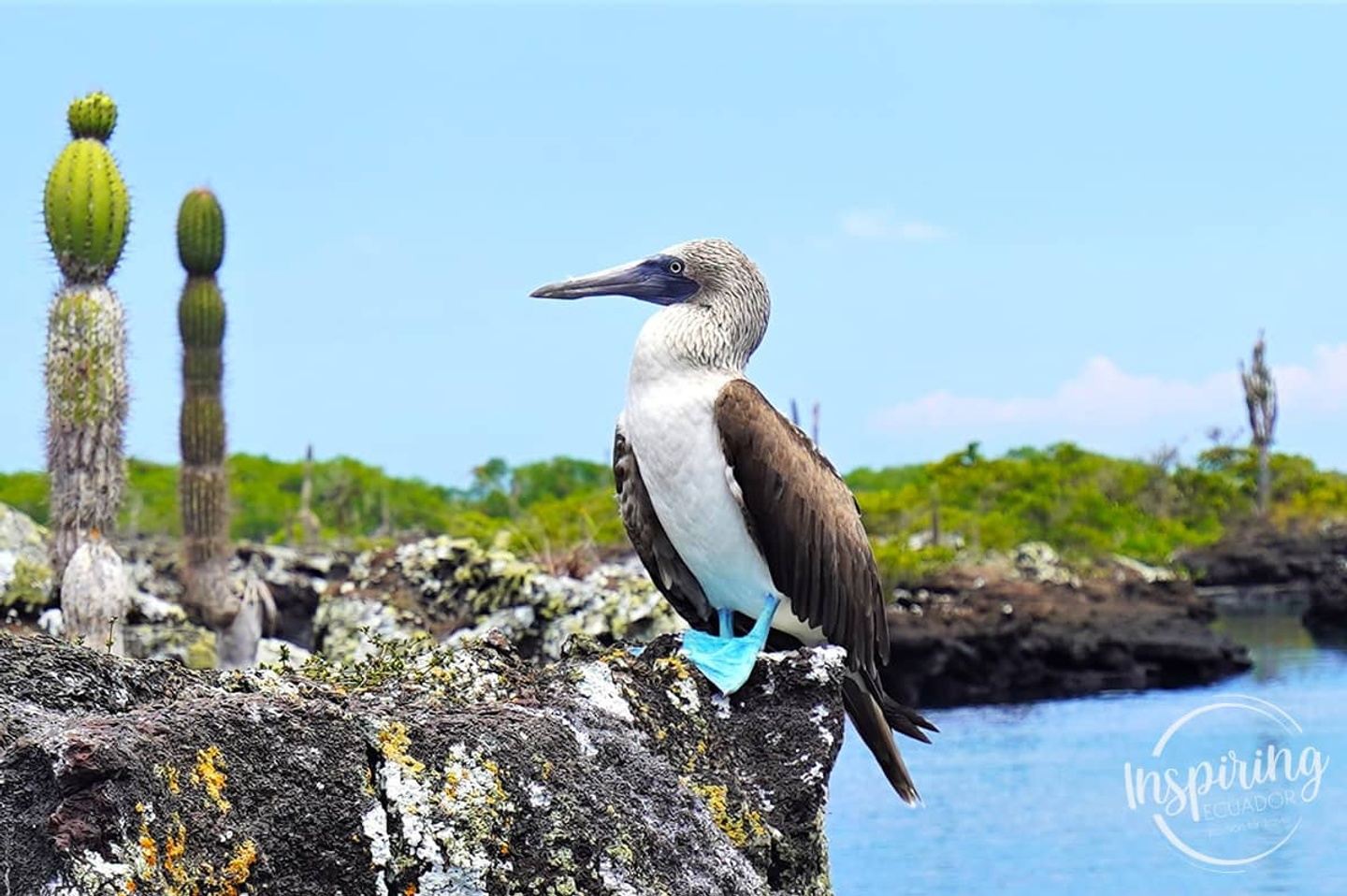 7 Day Galapagos Island Hopping Budget in Isla Santa María (Floreana ...
