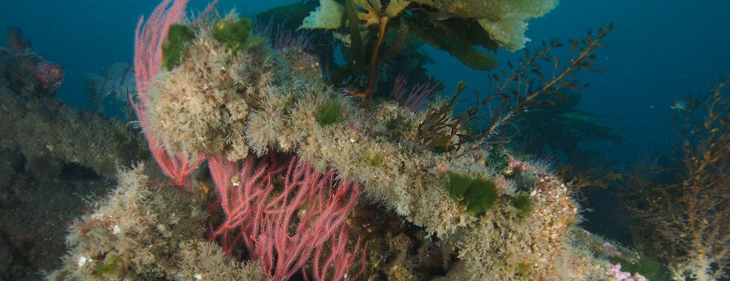 Spectre-Spirit of America Wreck & Santa Cruz Island in Santa Cruz Island