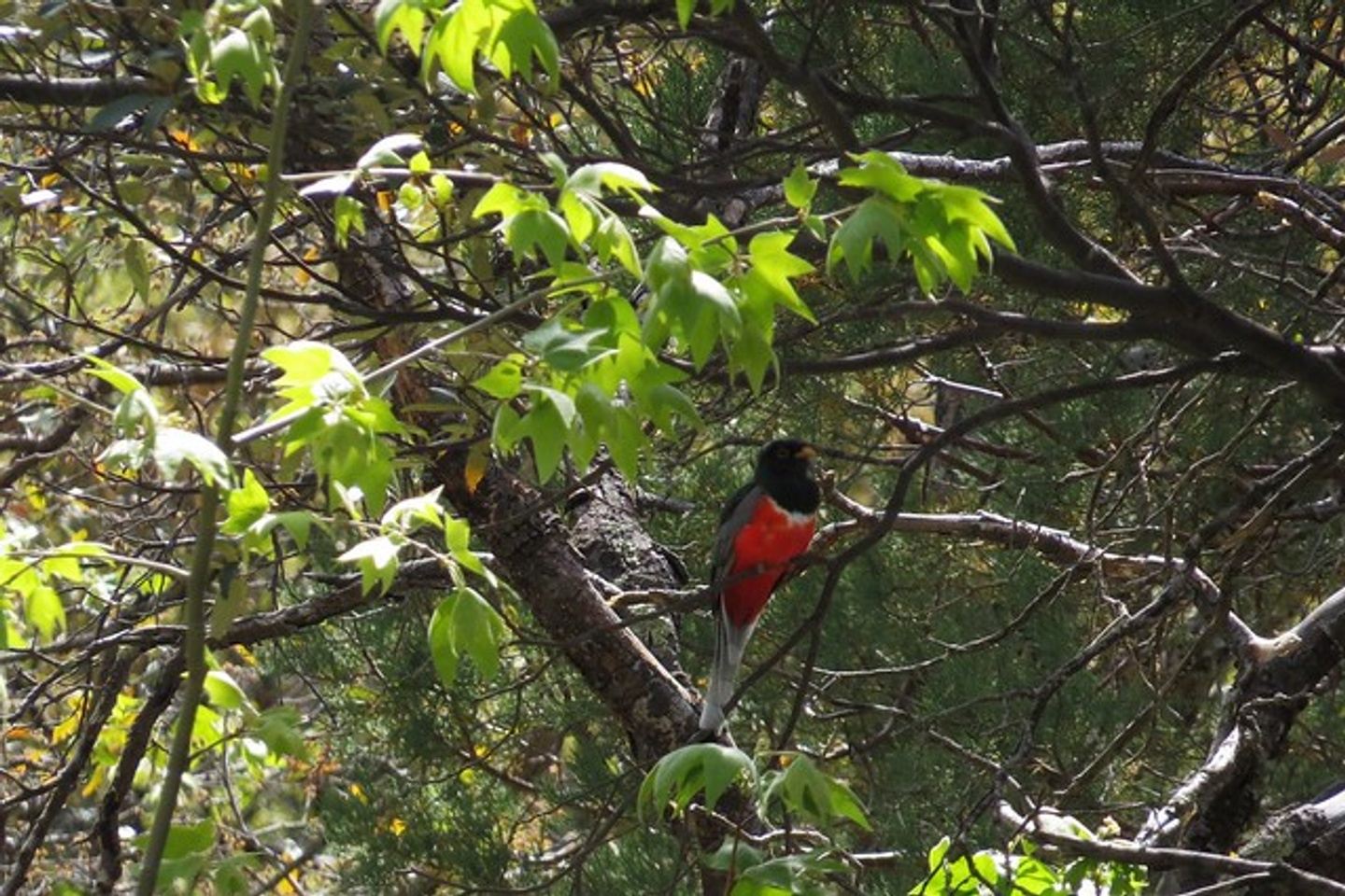Tony Vecchio - Tracking the Trogons - Costa Rica in Costa Rica