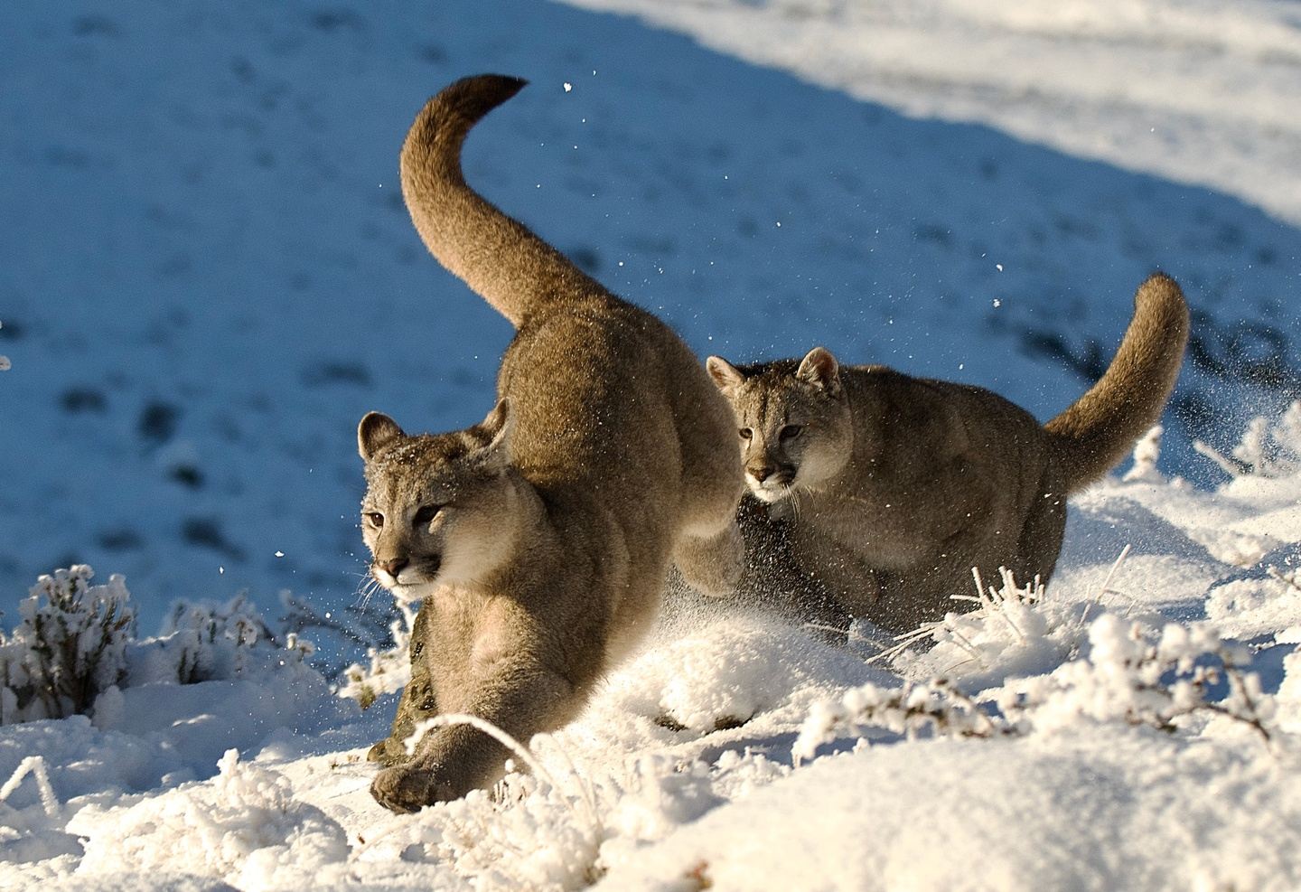 Puma Experience in Torres del Paine, Torres de Paine, Magallanes y la ...