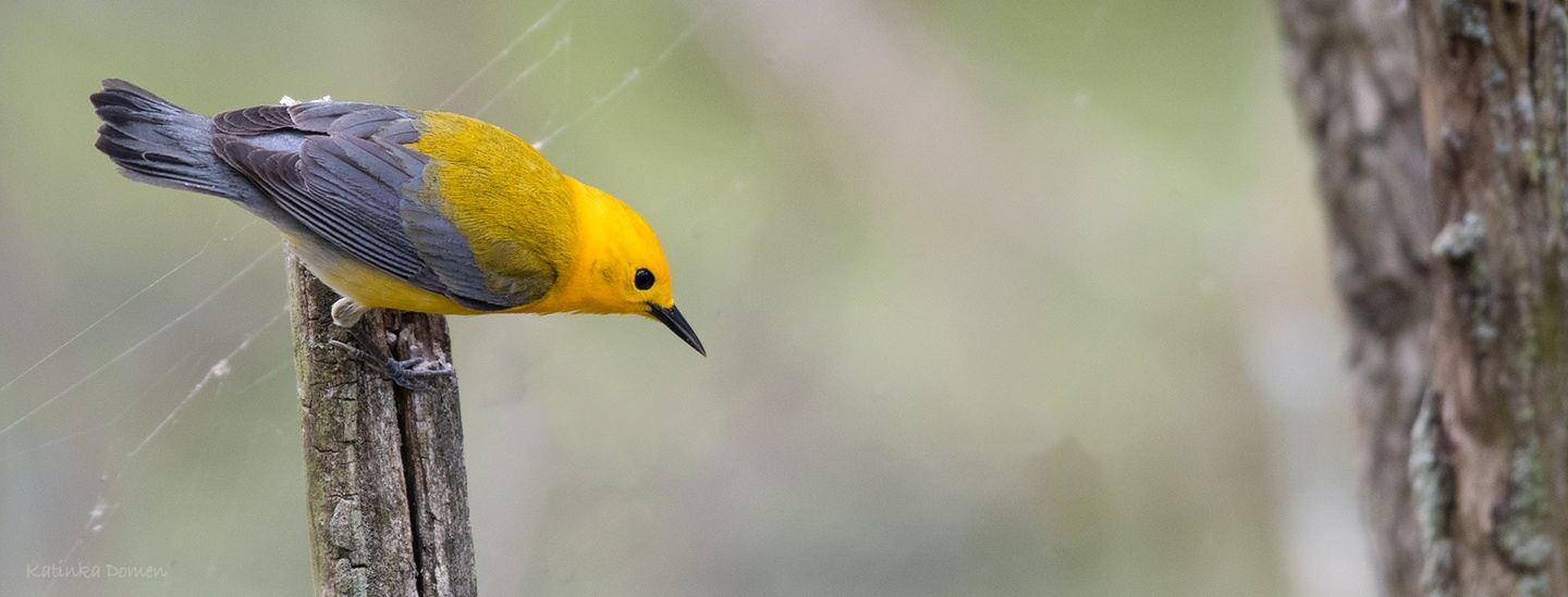 Spring Warblers IFO in Chicago