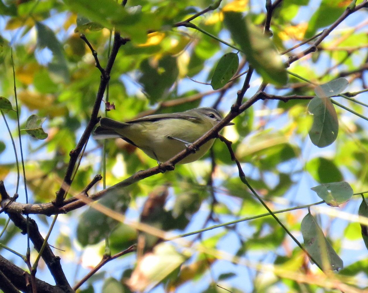 Point Lookout in Old Fort, NC