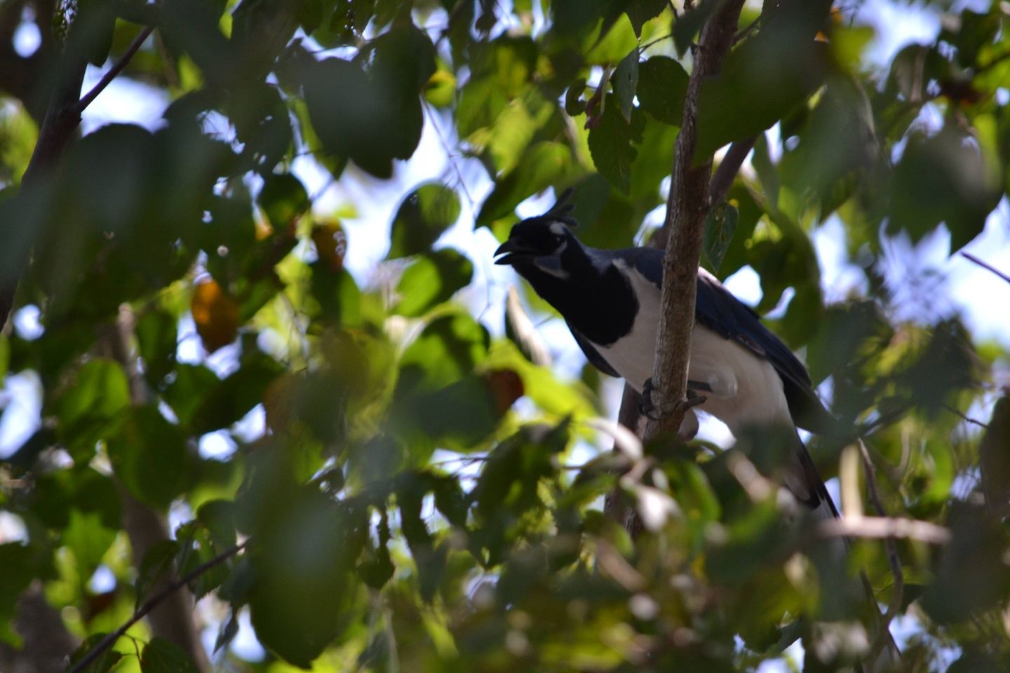 Reserva de la Chara Pinta: observación de aves y senderismo (2 días) in ...